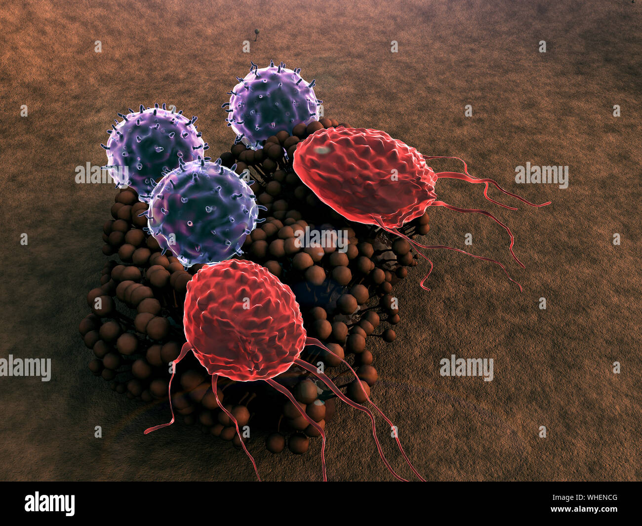 T-lymphocytes attack colony of fungi, lymphocytes and phagocytes attack ...