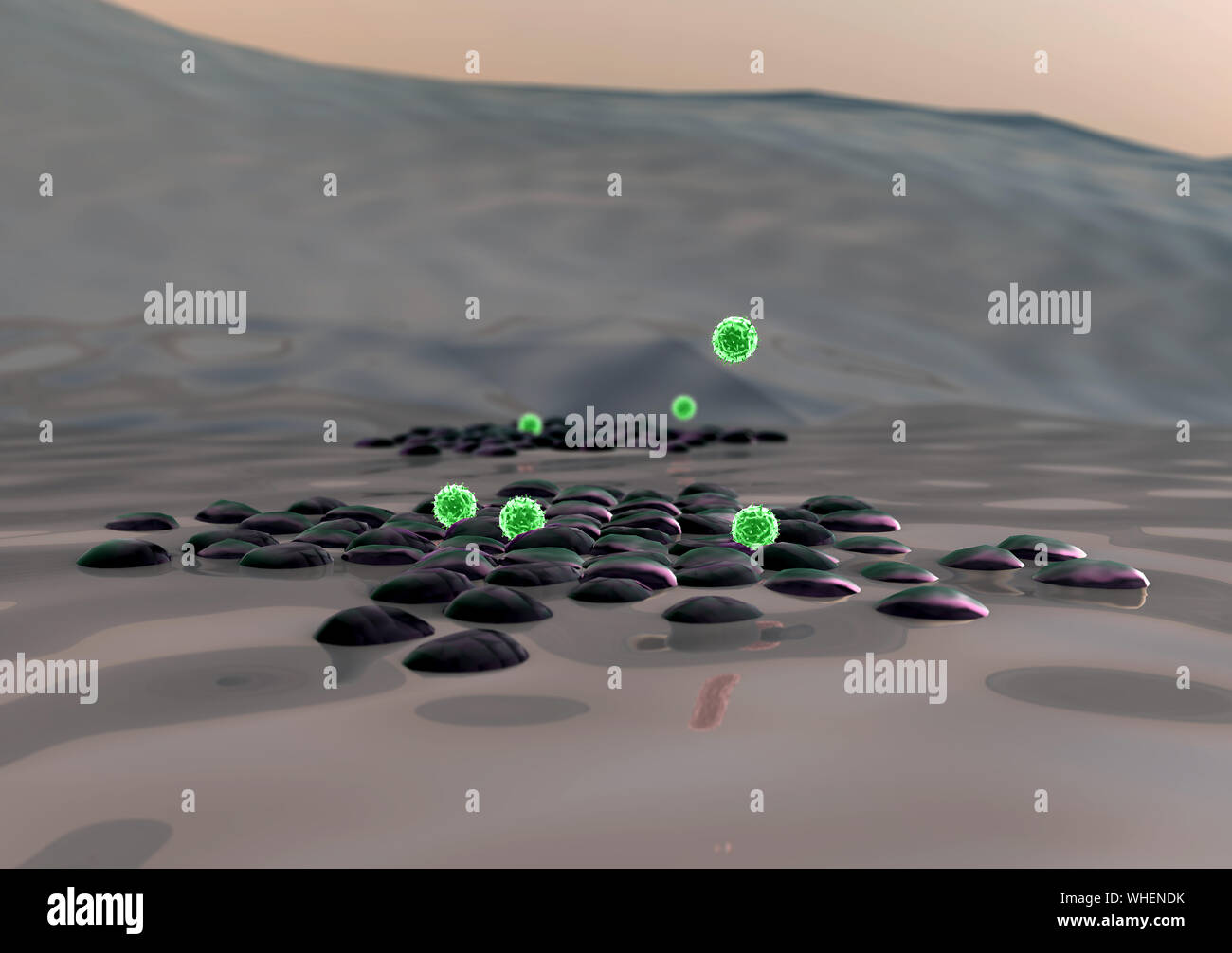 Beta cells on the pancreas surface, lymphocyte, Phagocyte,lymphocyte ...