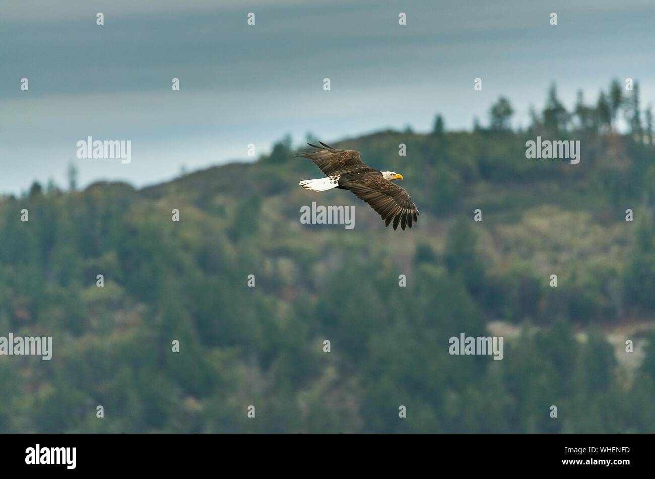 Eagle flying mountain hi-res stock photography and images - Alamy