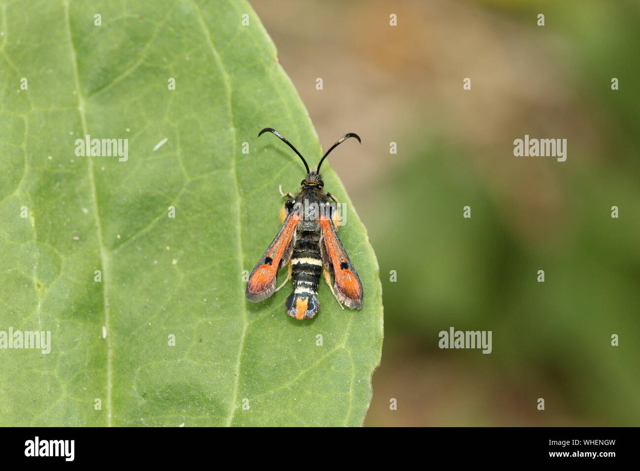 Fiery Clearwing (Pyropteron chrysidiforme) on Sorrel, Kent, England ...
