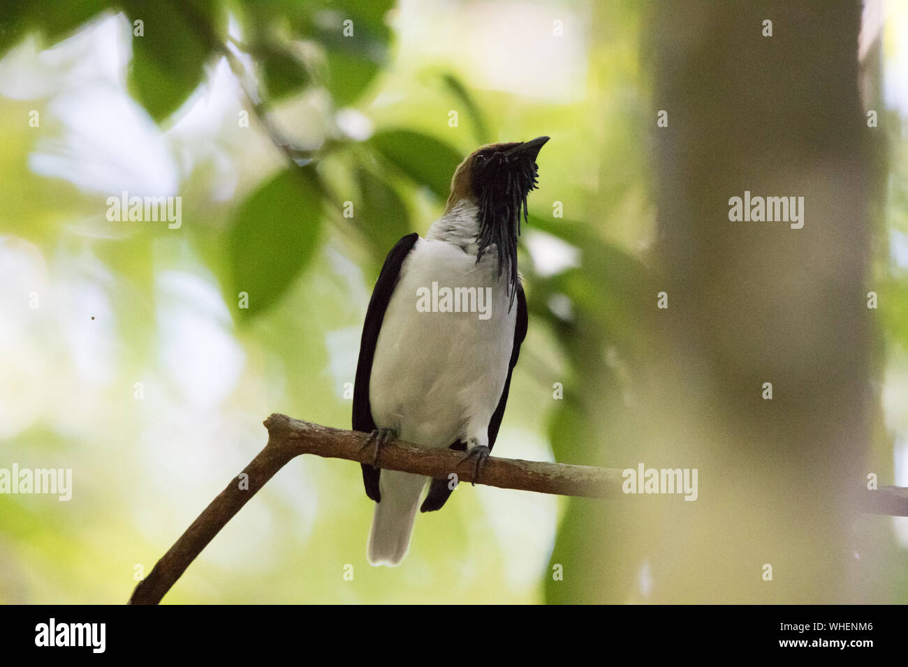 Bearded Bellbird (Procnias averano Stock Photo - Alamy