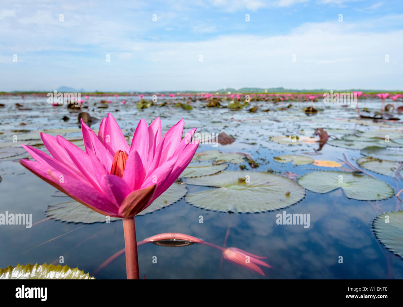 Many lotus flowers hi-res stock photography and images - Alamy