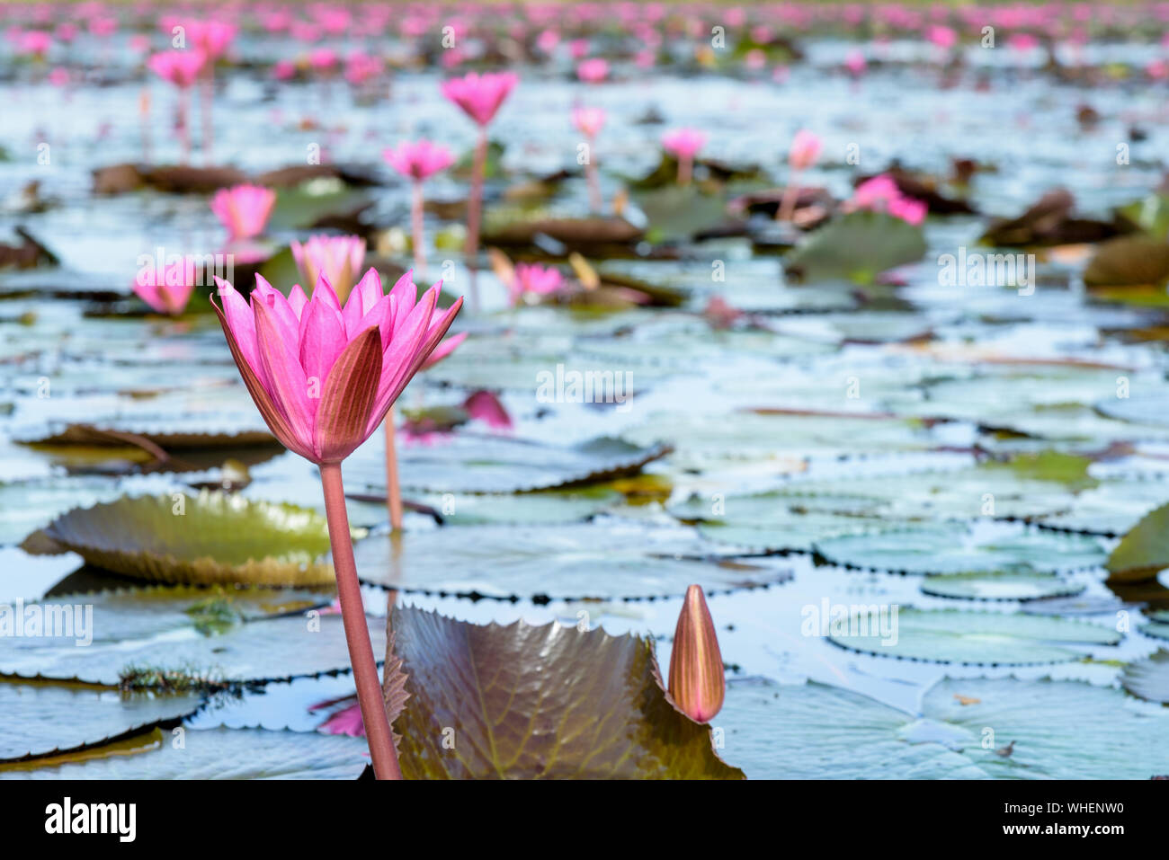 Indian water lily hi-res stock photography and images - Alamy