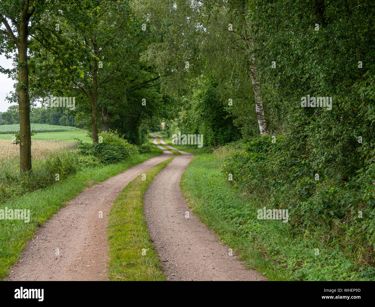 Waldweg waldweg hi-res stock photography and images - Alamy