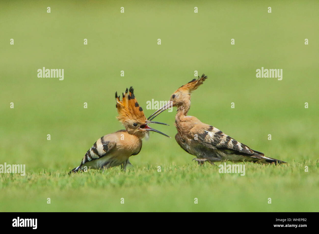 Two fighting birds hi-res stock photography and images - Alamy