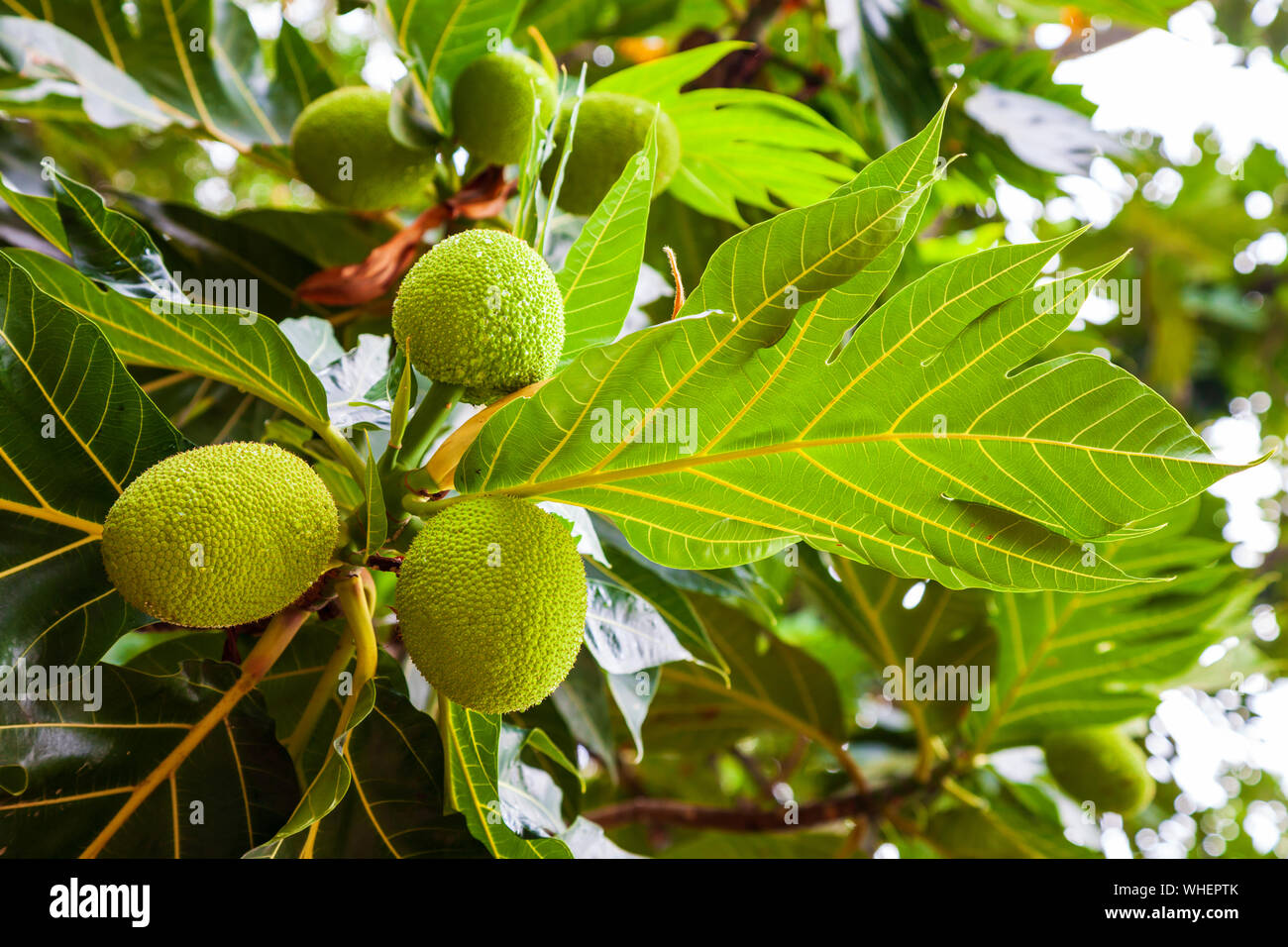 Indian Breadfruit High Resolution Stock Photography and Images - Alamy