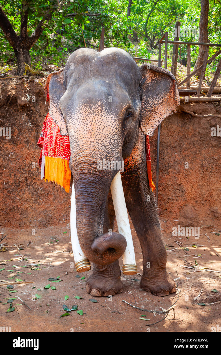 Elephant at the spice farm in Goa in India Stock Photo - Alamy