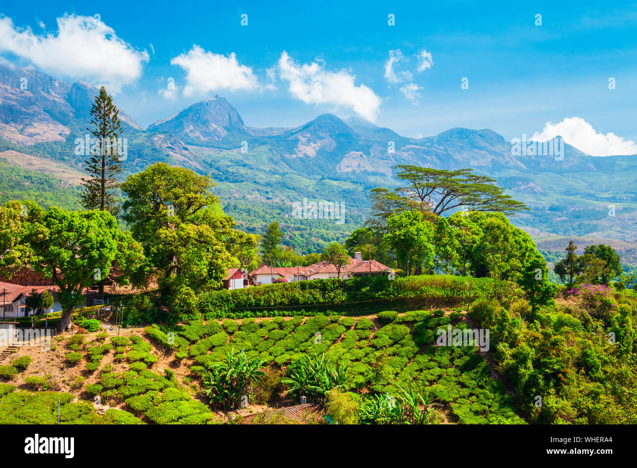 Amazing landscape view of tea plantation nature background Stock Photo ...
