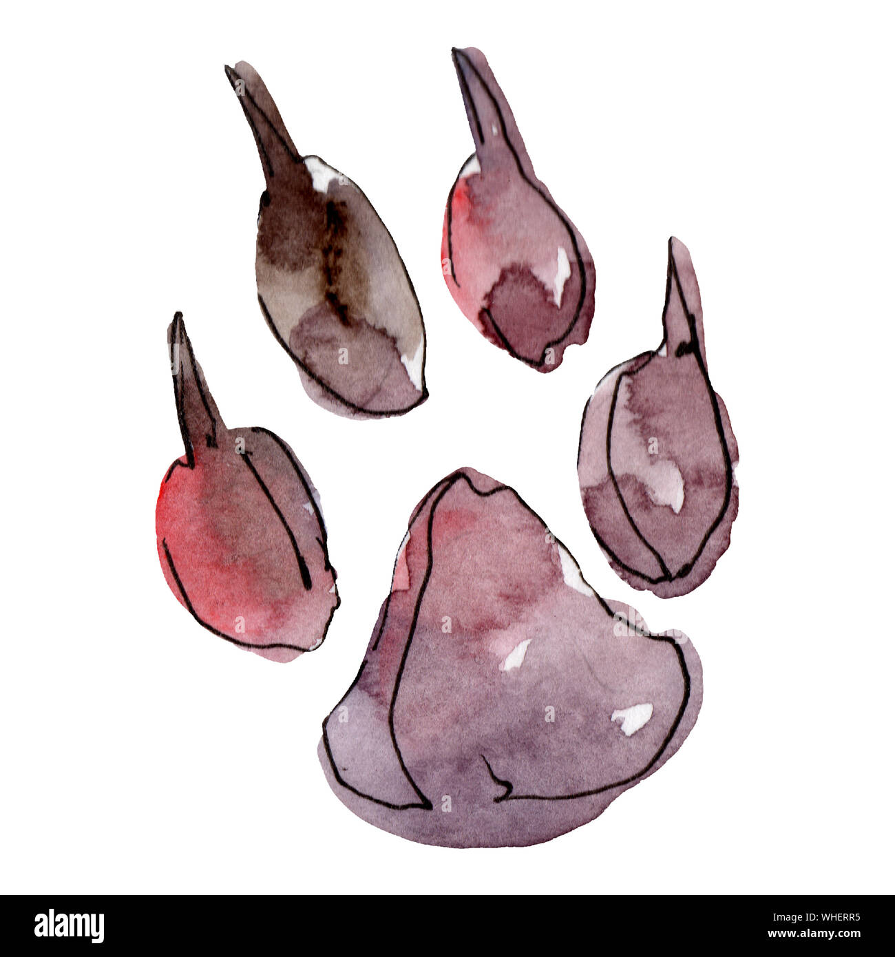 Rabbit hoof farm animal isolated. Watercolor background illustration ...