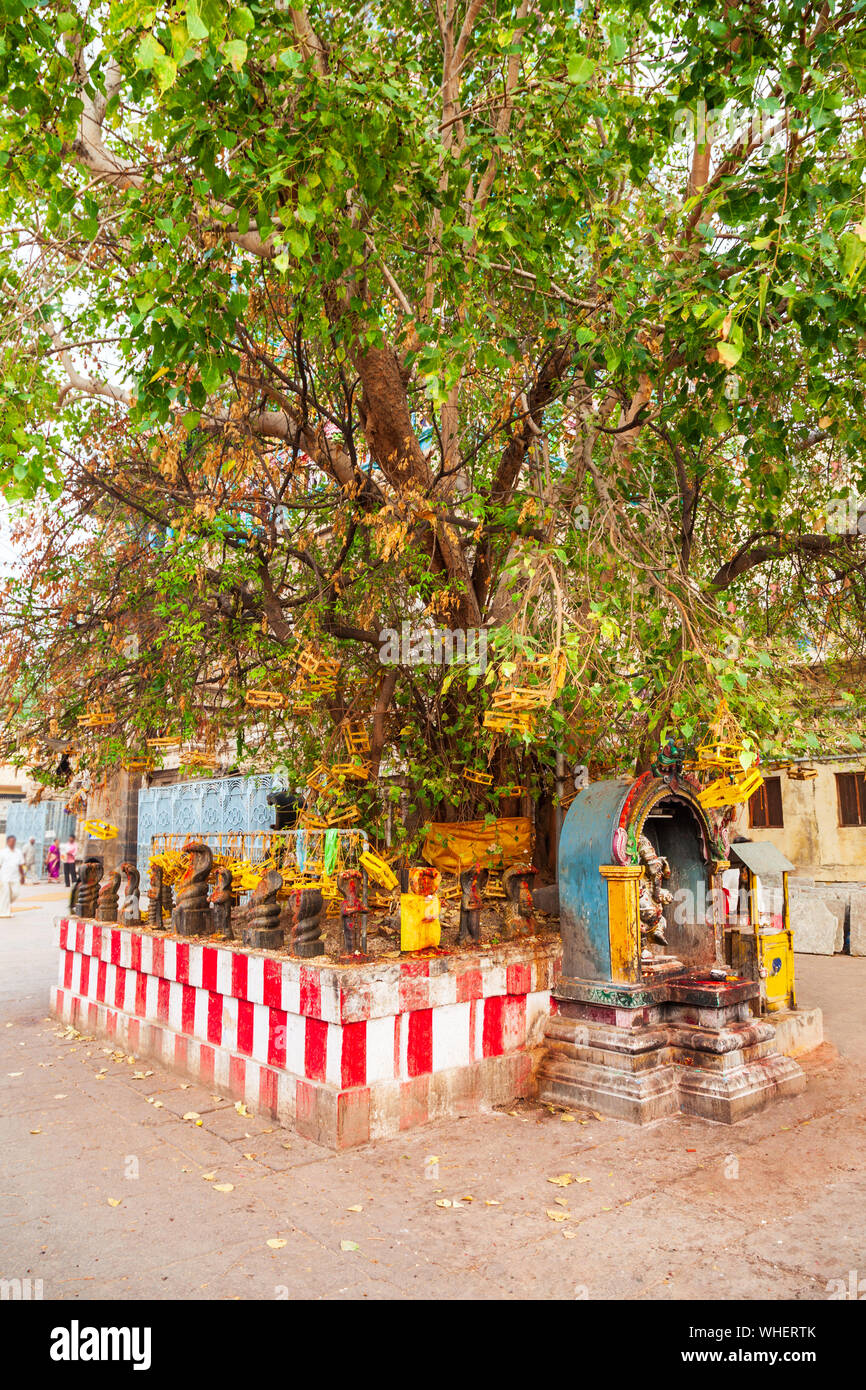 Holy tree near the Meenakshi Amman Temple is a historic hindu temple ...