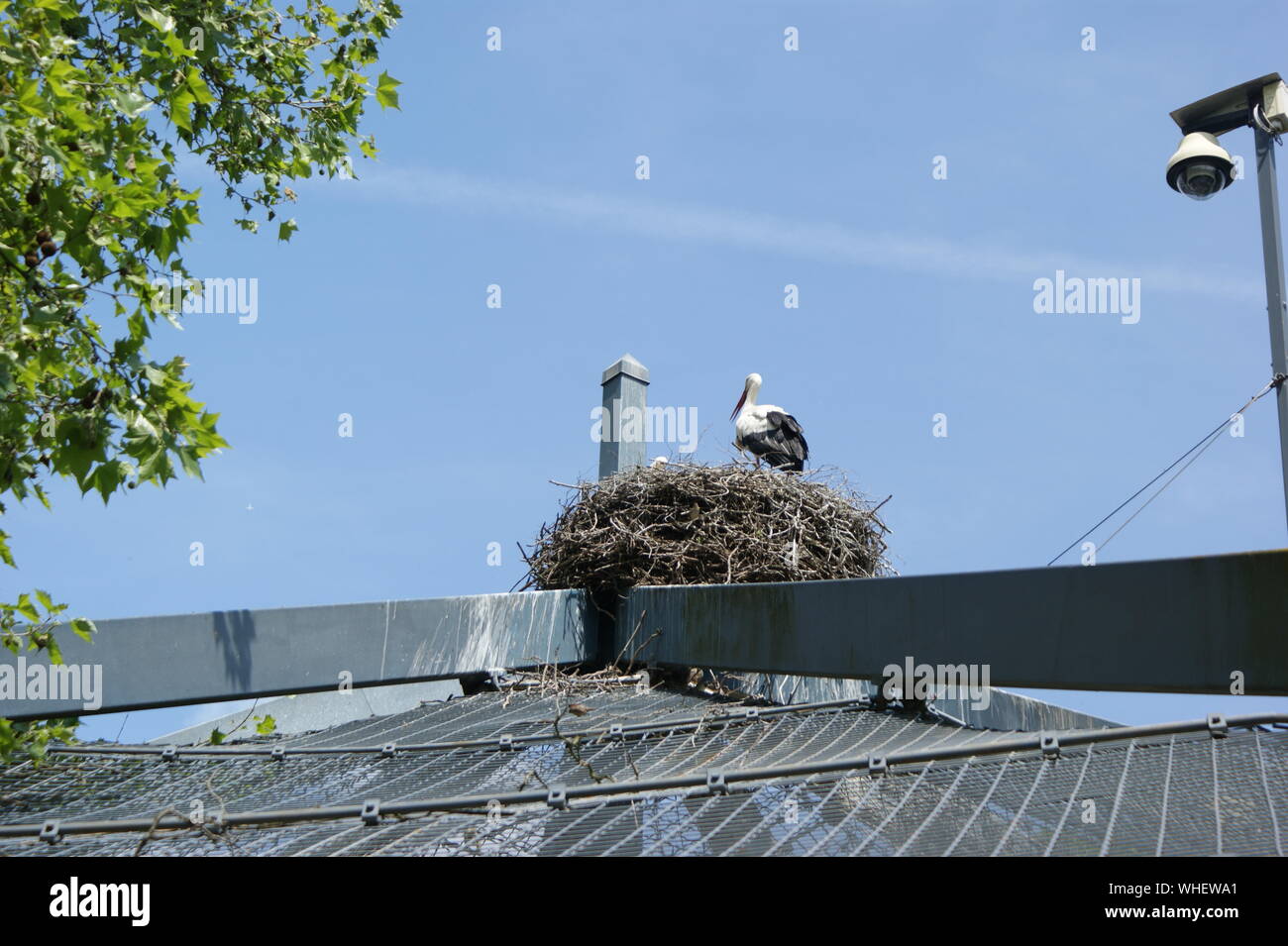 Crane at nest hi-res stock photography and images - Alamy