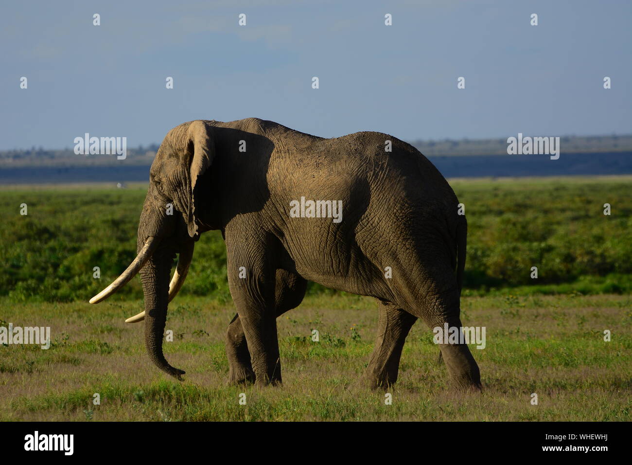 Elephant walking side hi-res stock photography and images - Alamy