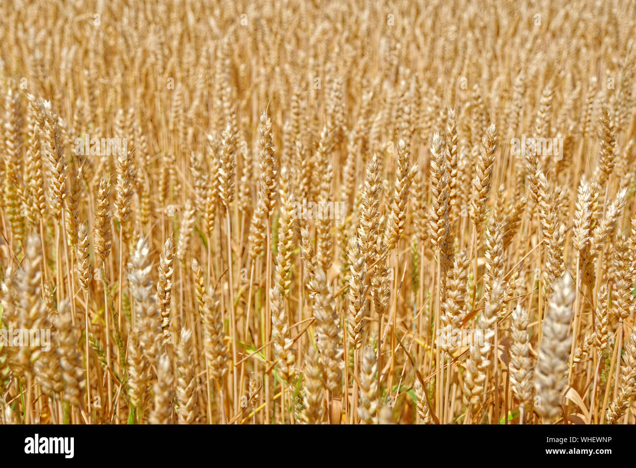 Crop production wheat hi-res stock photography and images - Alamy
