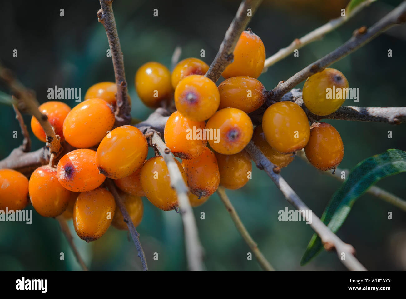 Hippophae rhamnoides known as common sea Stock Photo - Alamy