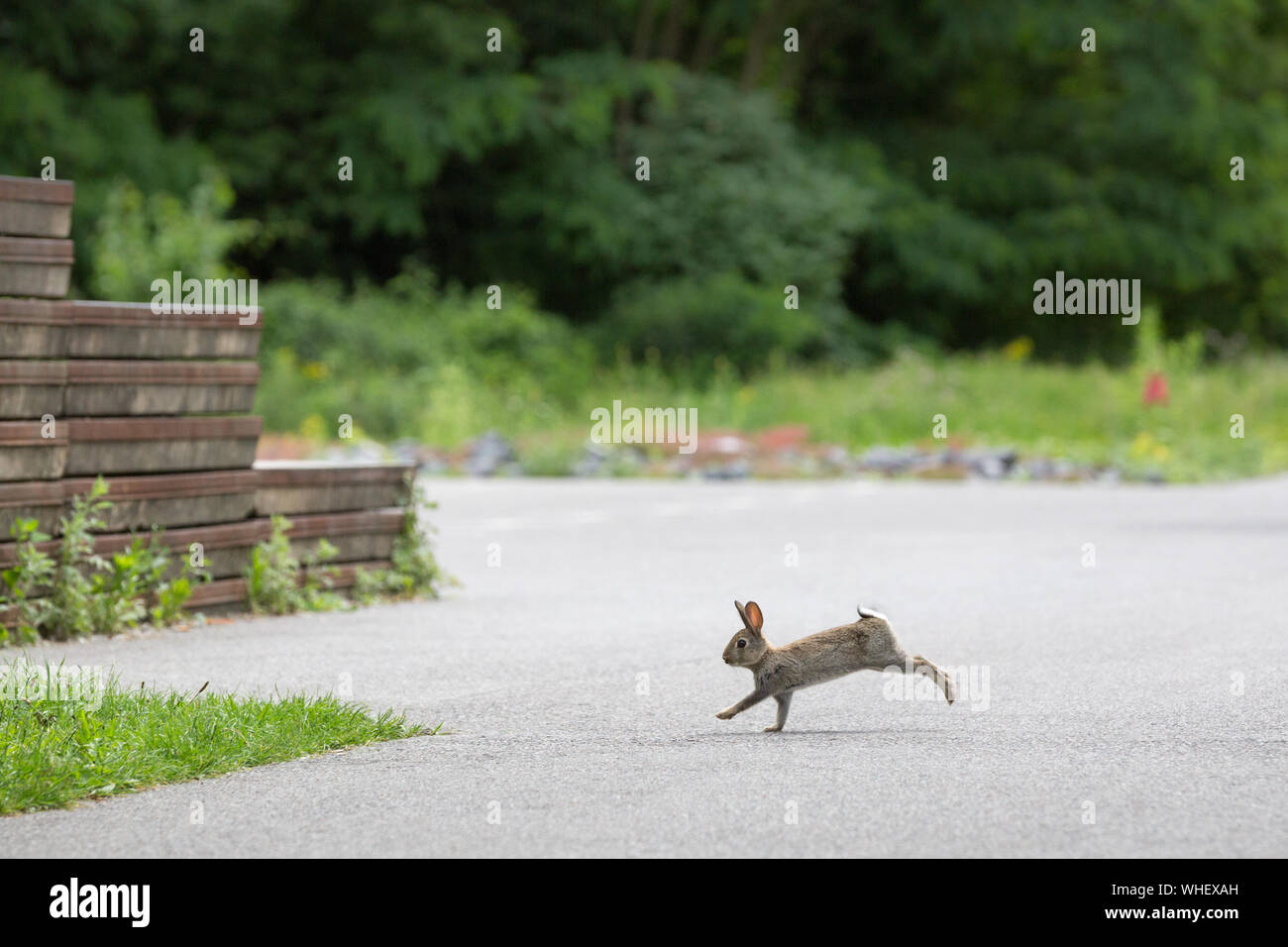 Side view running rabbit hi-res stock photography and images - Alamy