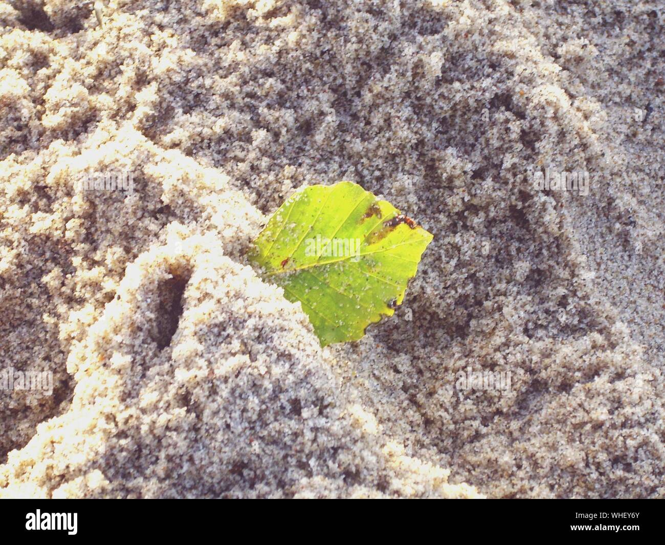Leaf and sand hi-res stock photography and images - Alamy