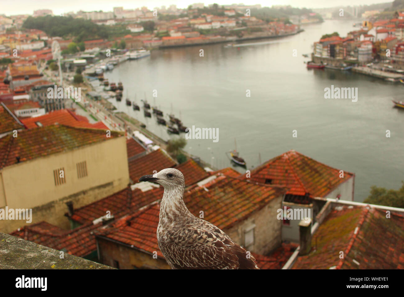 Douro seagull hi-res stock photography and images - Alamy