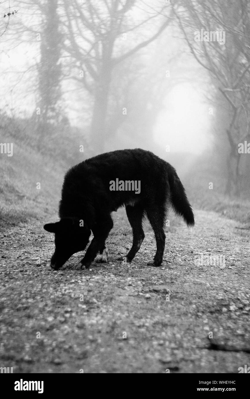 Smelling the ground hi-res stock photography and images - Alamy