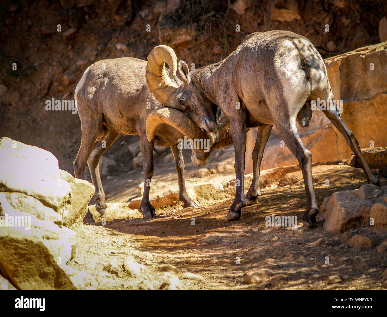 Wild goats fighting hi-res stock photography and images - Alamy