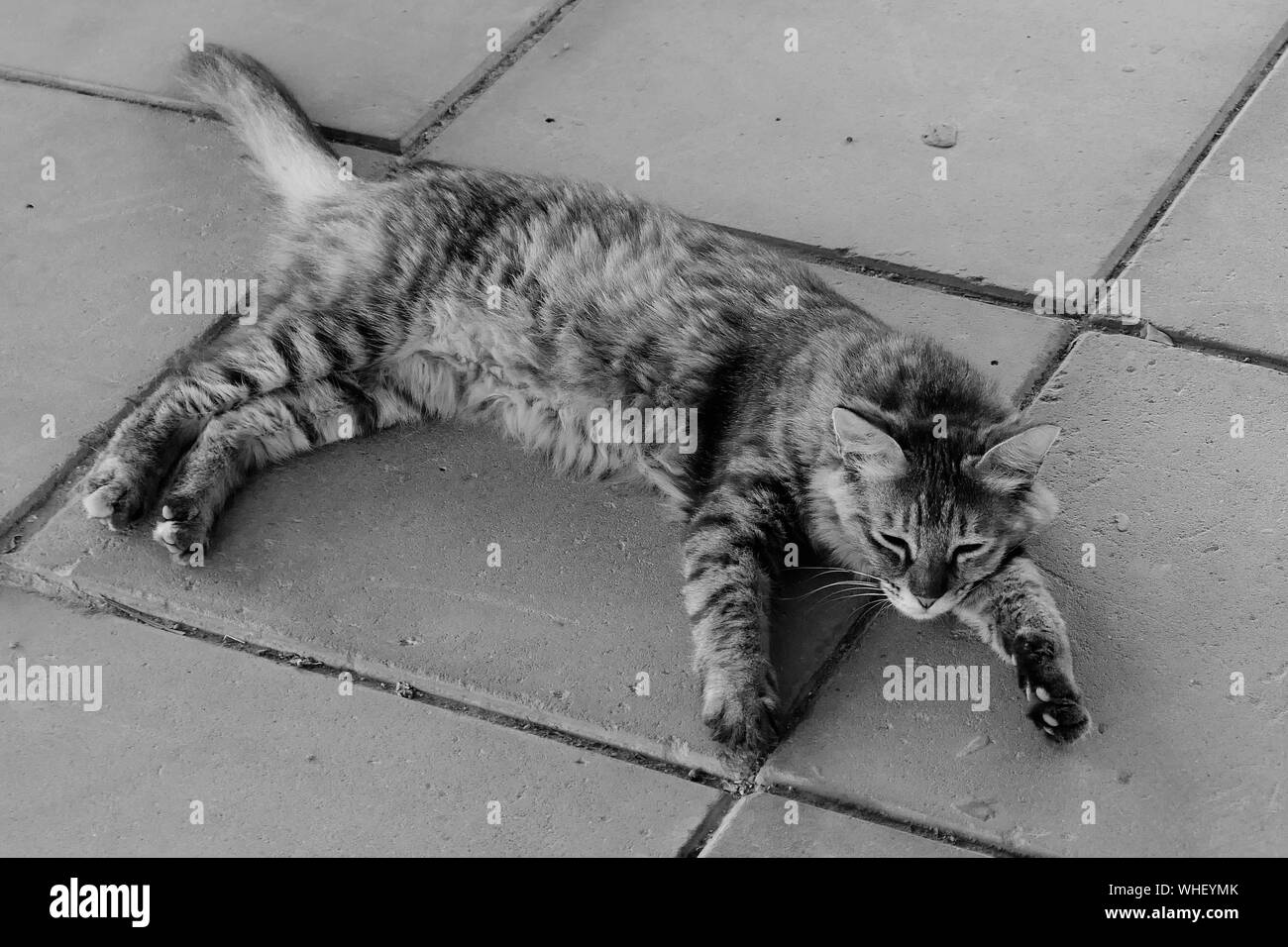 Cat pathway hi-res stock photography and images - Alamy