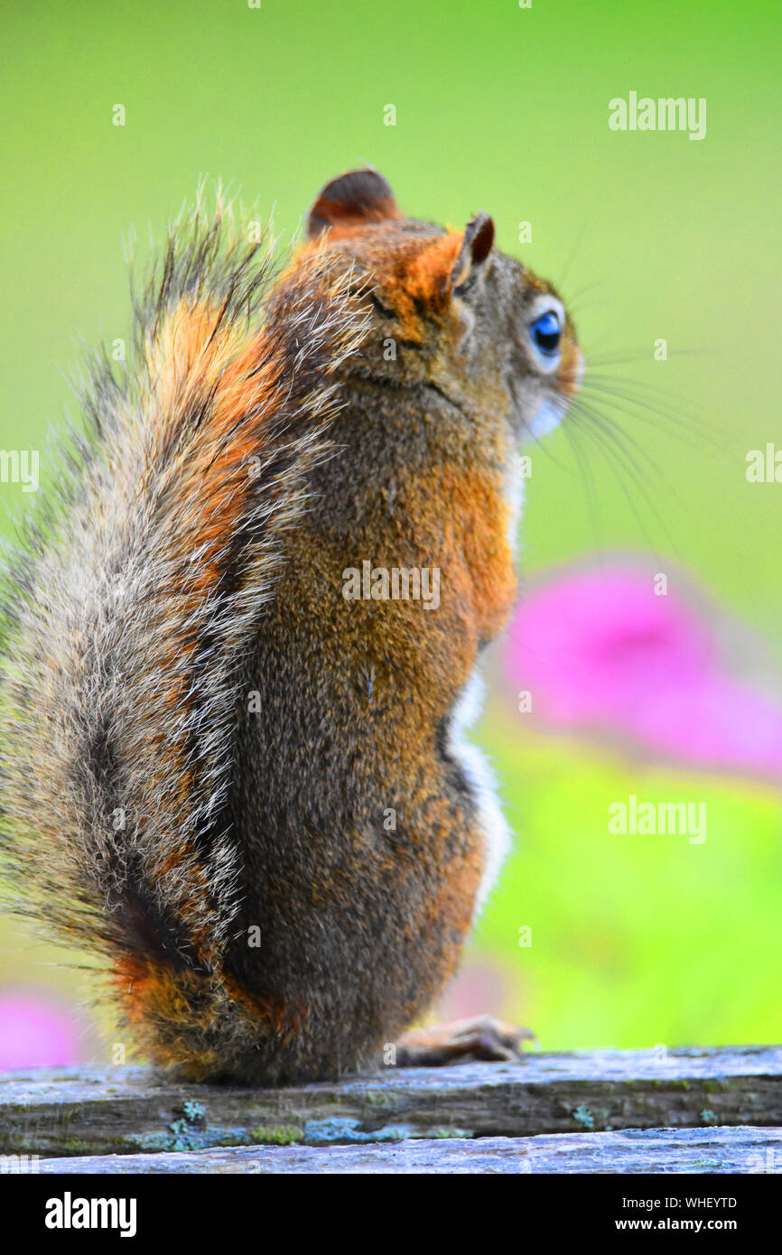 Canada flower hi-res stock photography and images - Alamy