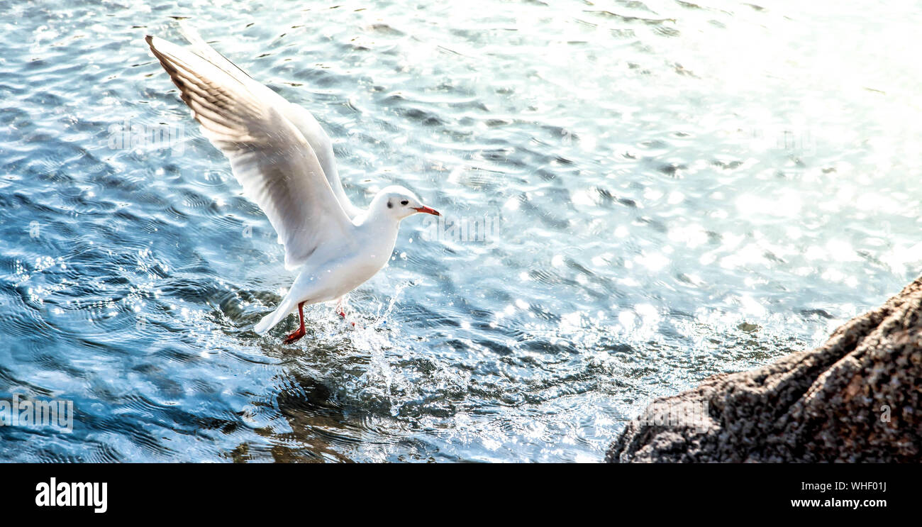 Bird flying close to water hi-res stock photography and images - Alamy