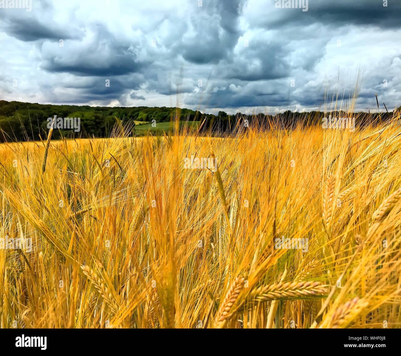 Wheat crops growing field sky cereal plant hi-res stock photography and ...