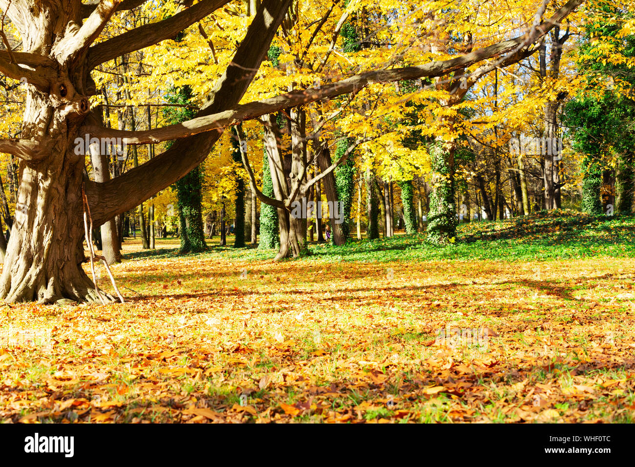 Vibrant fall foliage Stock Photo - Alamy