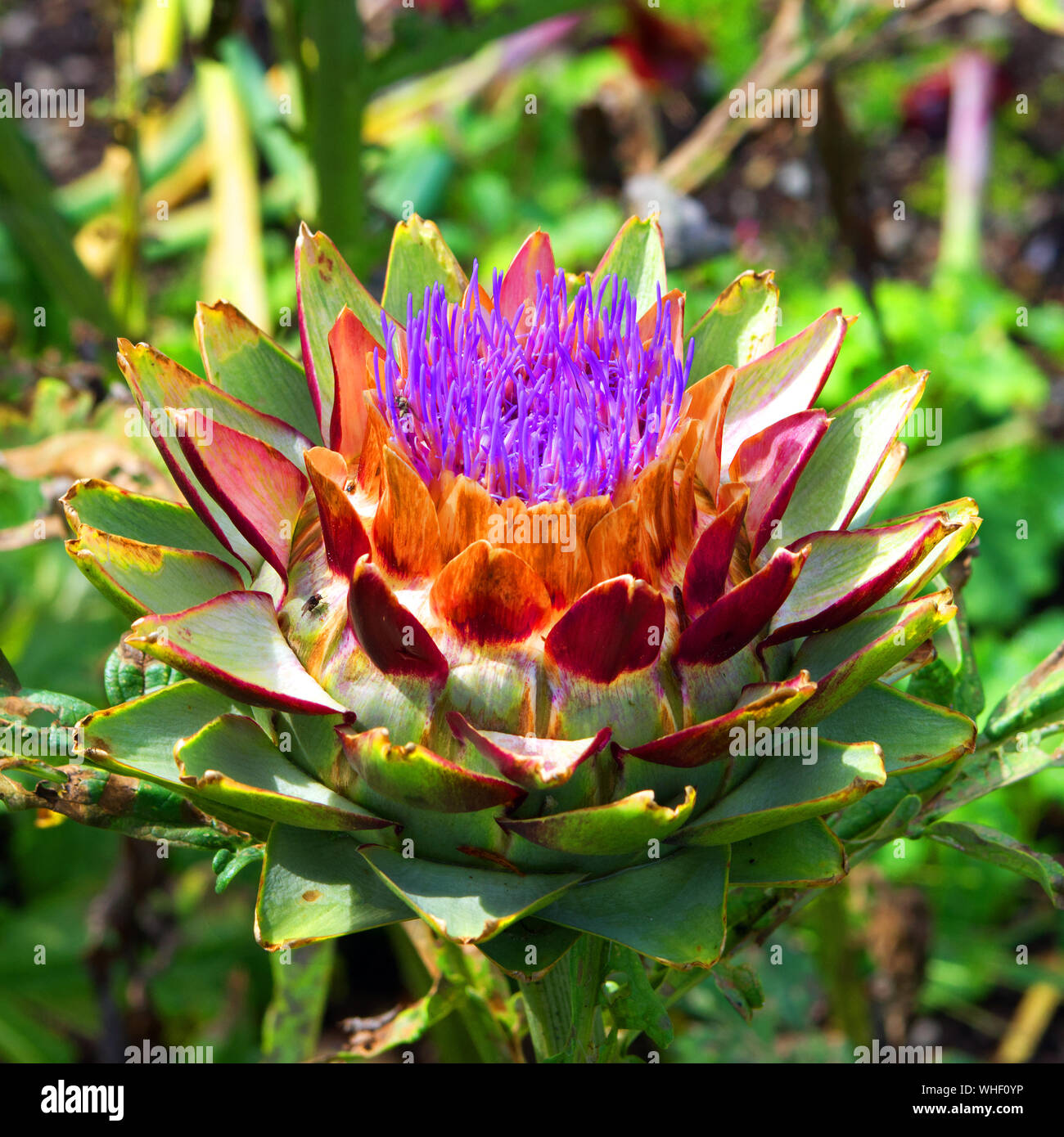 Purple alien hi-res stock photography and images - Alamy
