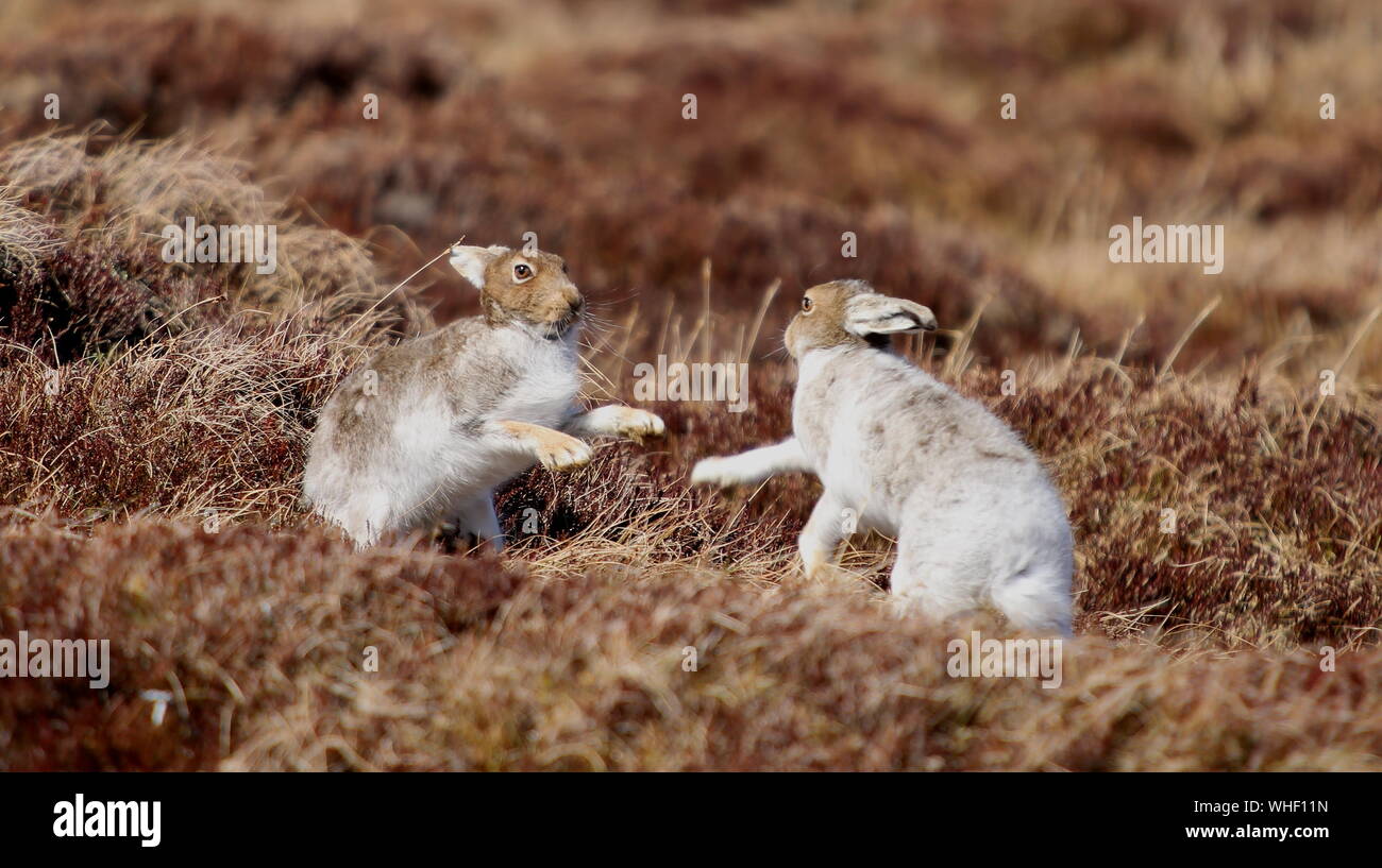 Field Rabbits High Resolution Stock Photography and Images - Alamy