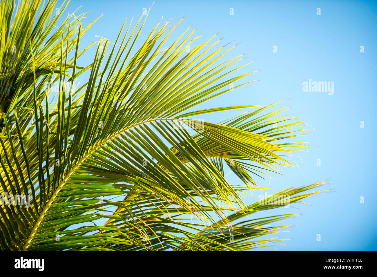 Palm tree fronds framing hi-res stock photography and images - Alamy