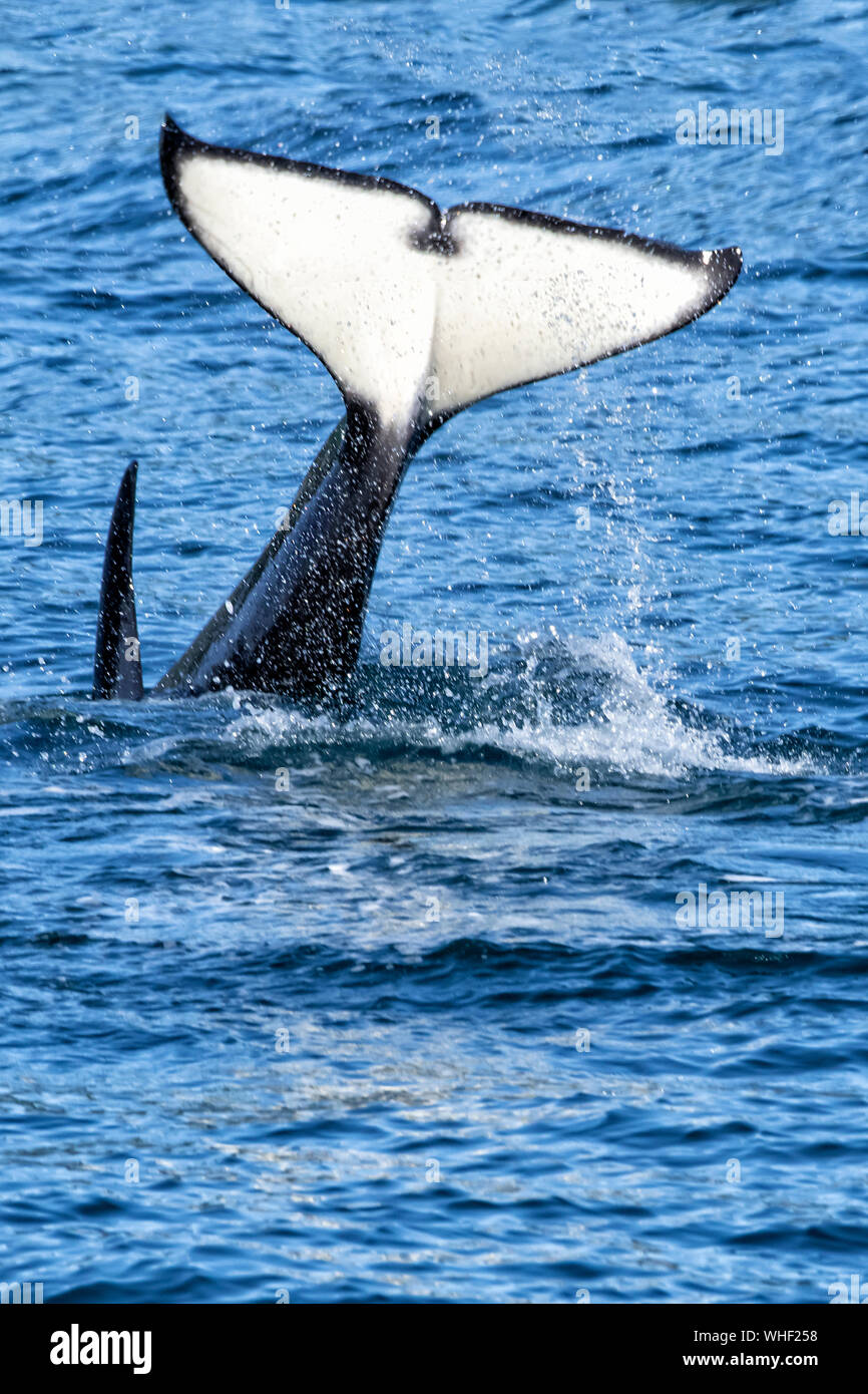 North America; United States; Alaska; Resurrection Bay; Marine Mammals ... North America; United States; Alaska; Resurrection Bay; Marine Mammals ...