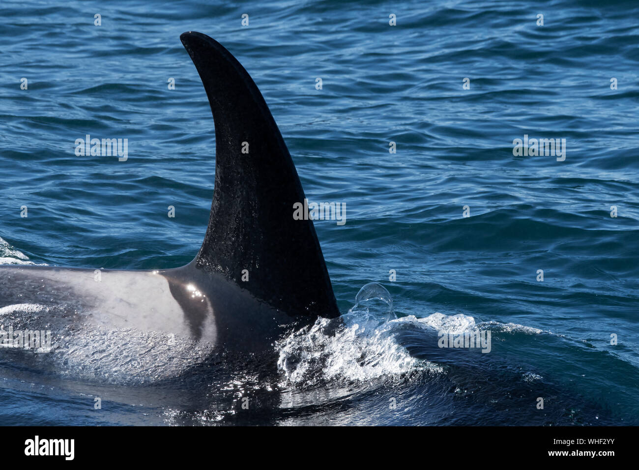 North America; United States; Alaska; Resurrection Bay; Marine Mammals ... North America; United States; Alaska; Resurrection Bay; Marine Mammals ...
