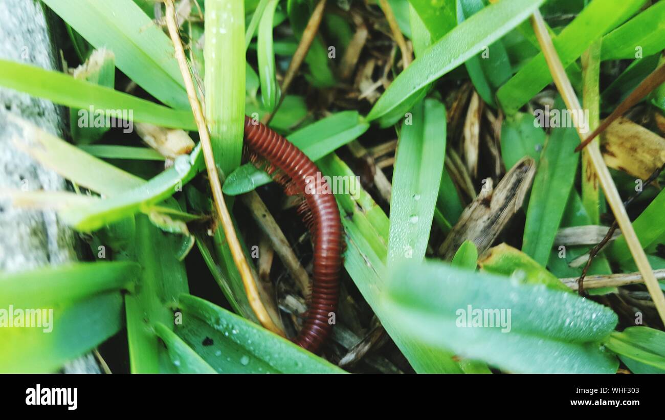 Centipede in grass hi-res stock photography and images - Alamy