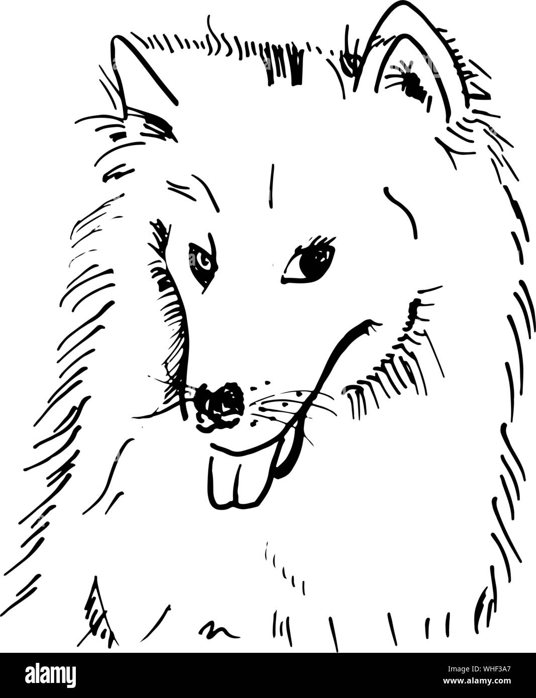 Female samoyed Stock Vector Images - Alamy