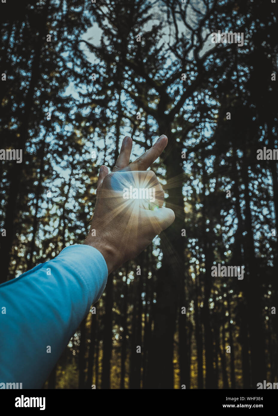 Forest of illusion hi-res stock photography and images - Alamy