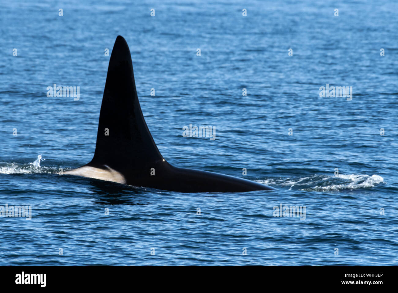North America; United States; Alaska; Resurrection Bay; Marine Mammals ... North America; United States; Alaska; Resurrection Bay; Marine Mammals ...