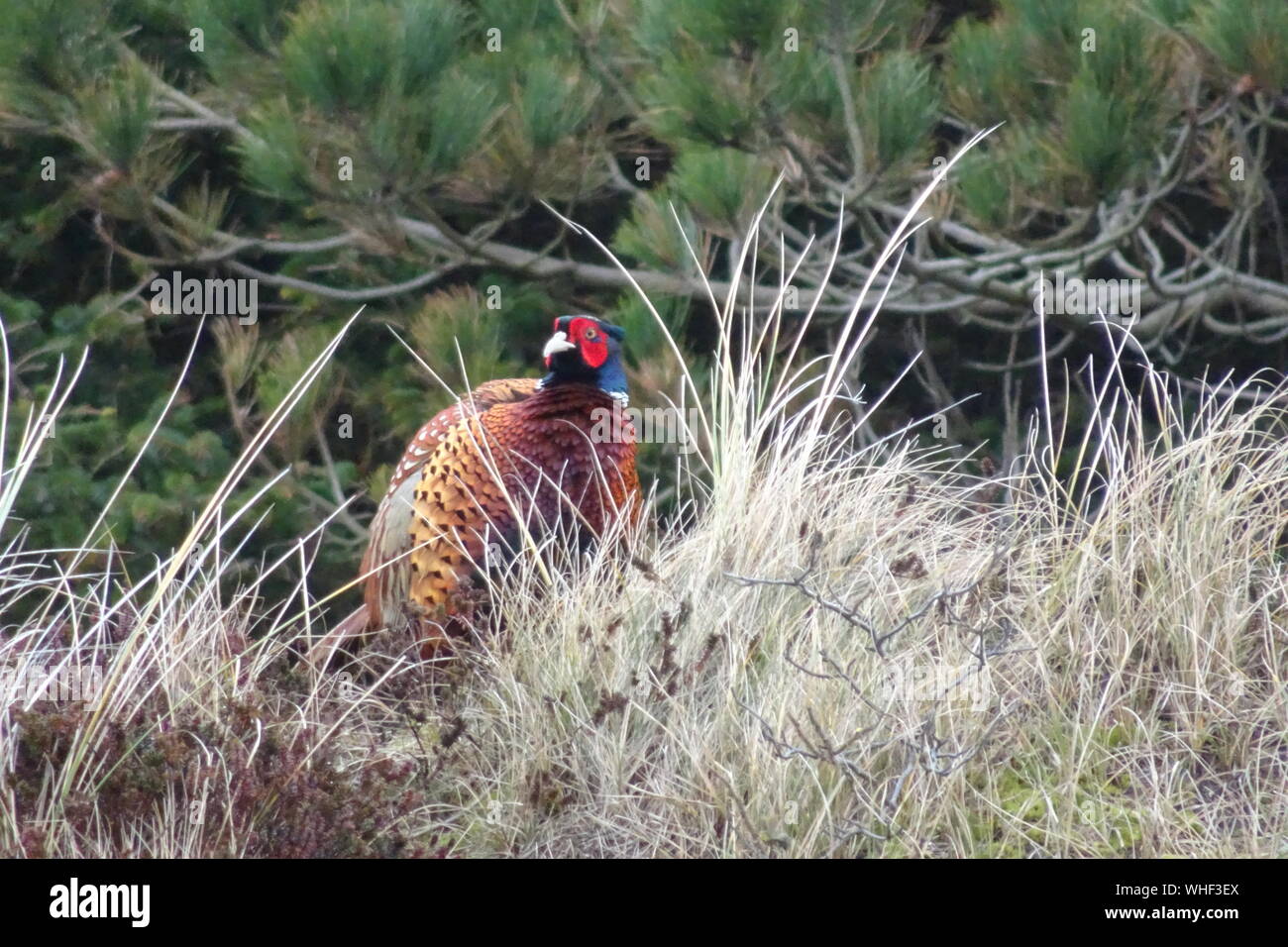 Pheasant in the forest hi-res stock photography and images - Alamy