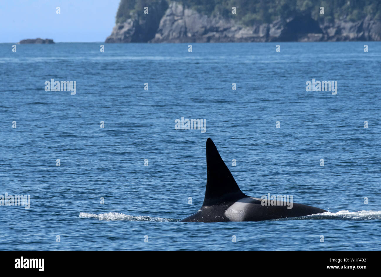 North America; United States; Alaska; Resurrection Bay; Marine Mammals ... North America; United States; Alaska; Resurrection Bay; Marine Mammals ...