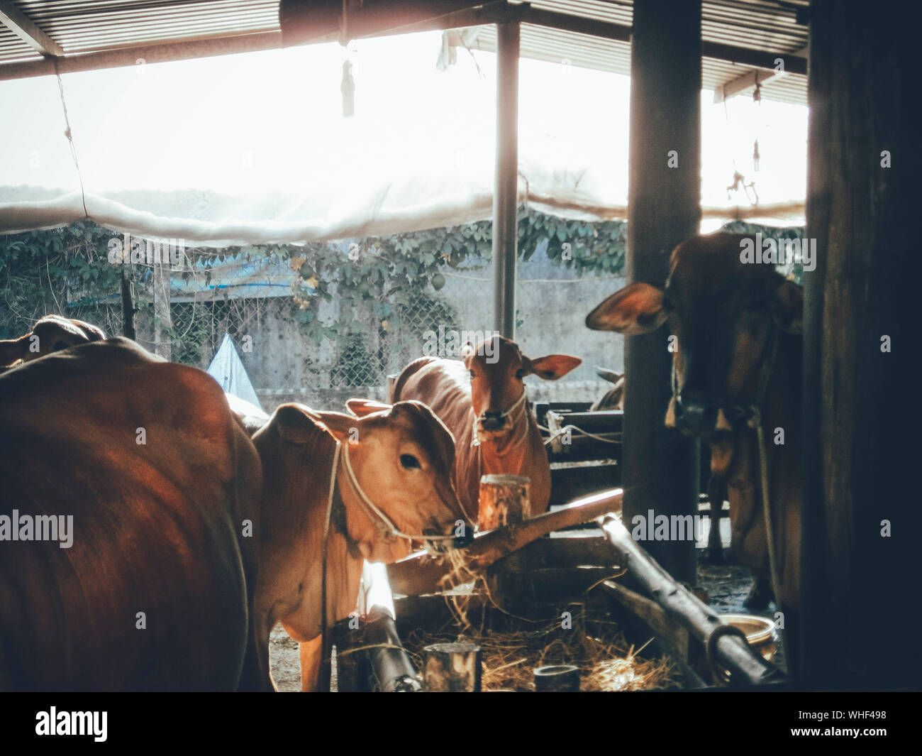 Cows in barn hi-res stock photography and images - Alamy