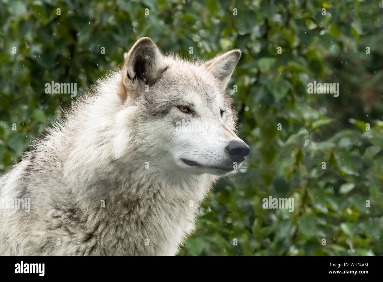 North America; United States; Alaska; Spring; Wildlife; Wolf; Canis ...