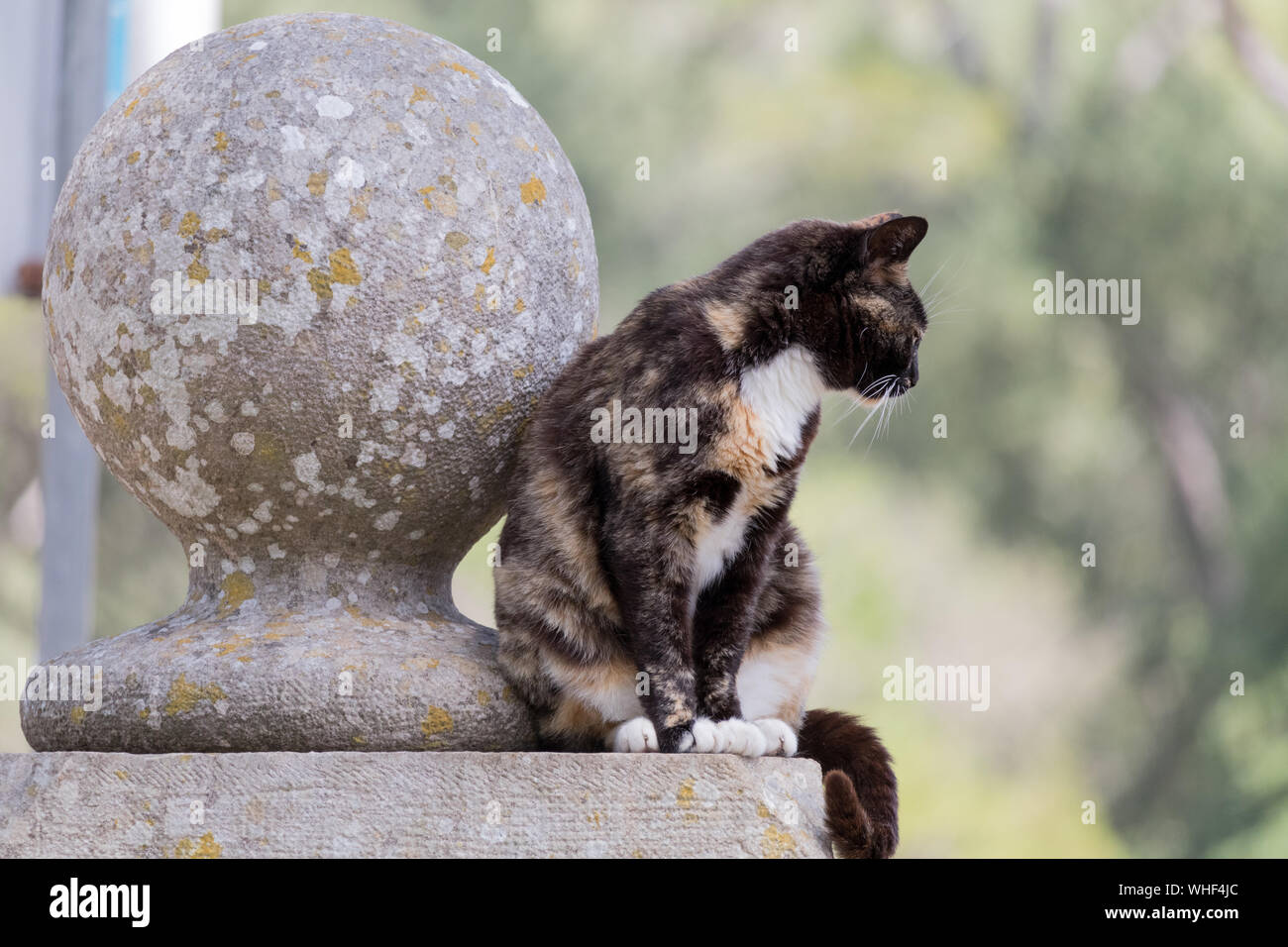 Tortoiseshell material hi-res stock photography and images - Alamy
