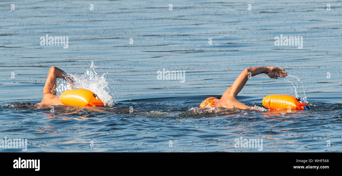 Two male triathlets training partners swimming together in the blue ...