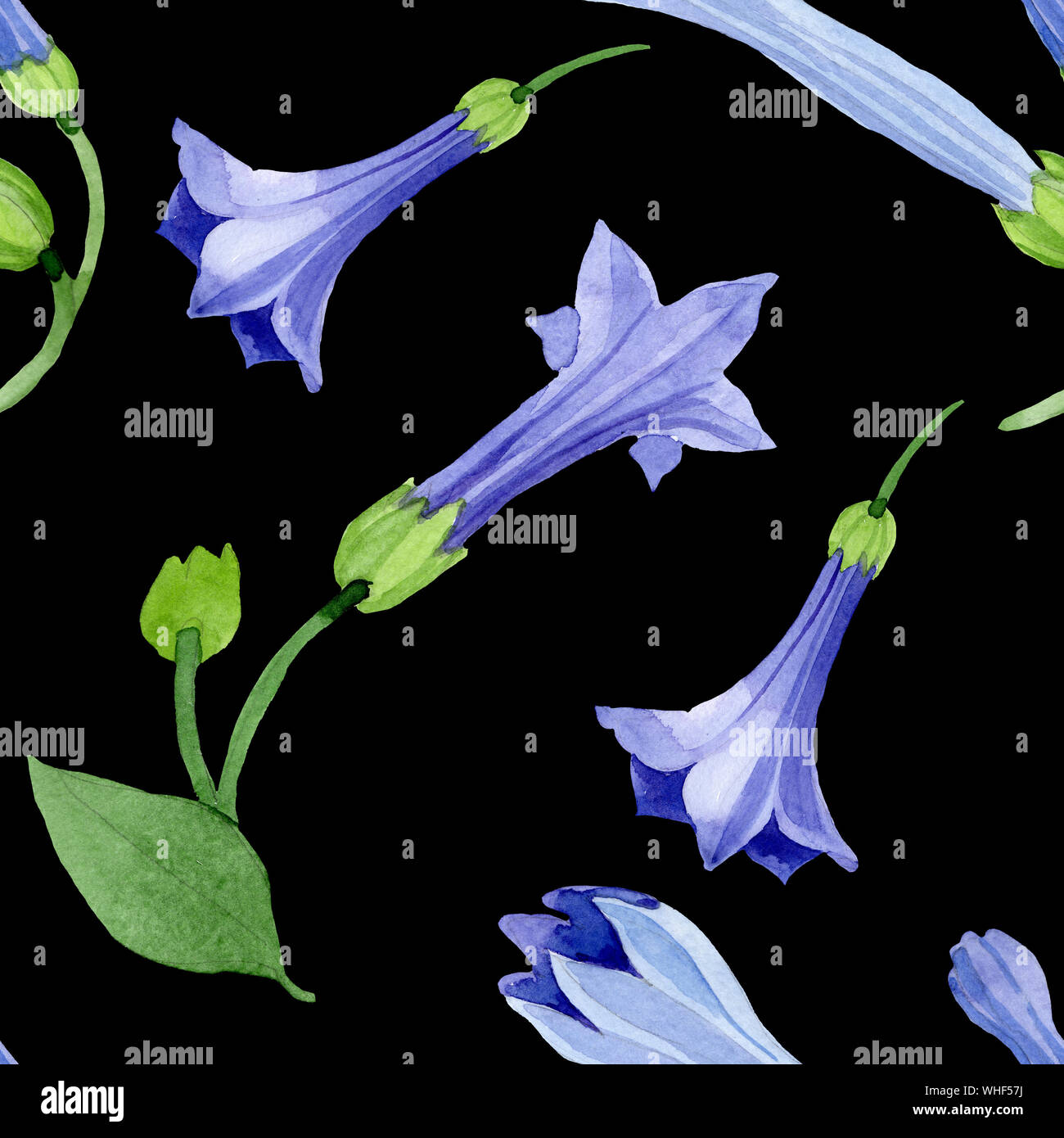 Blue brugmansia floral botanical flowers. Watercolor background ...