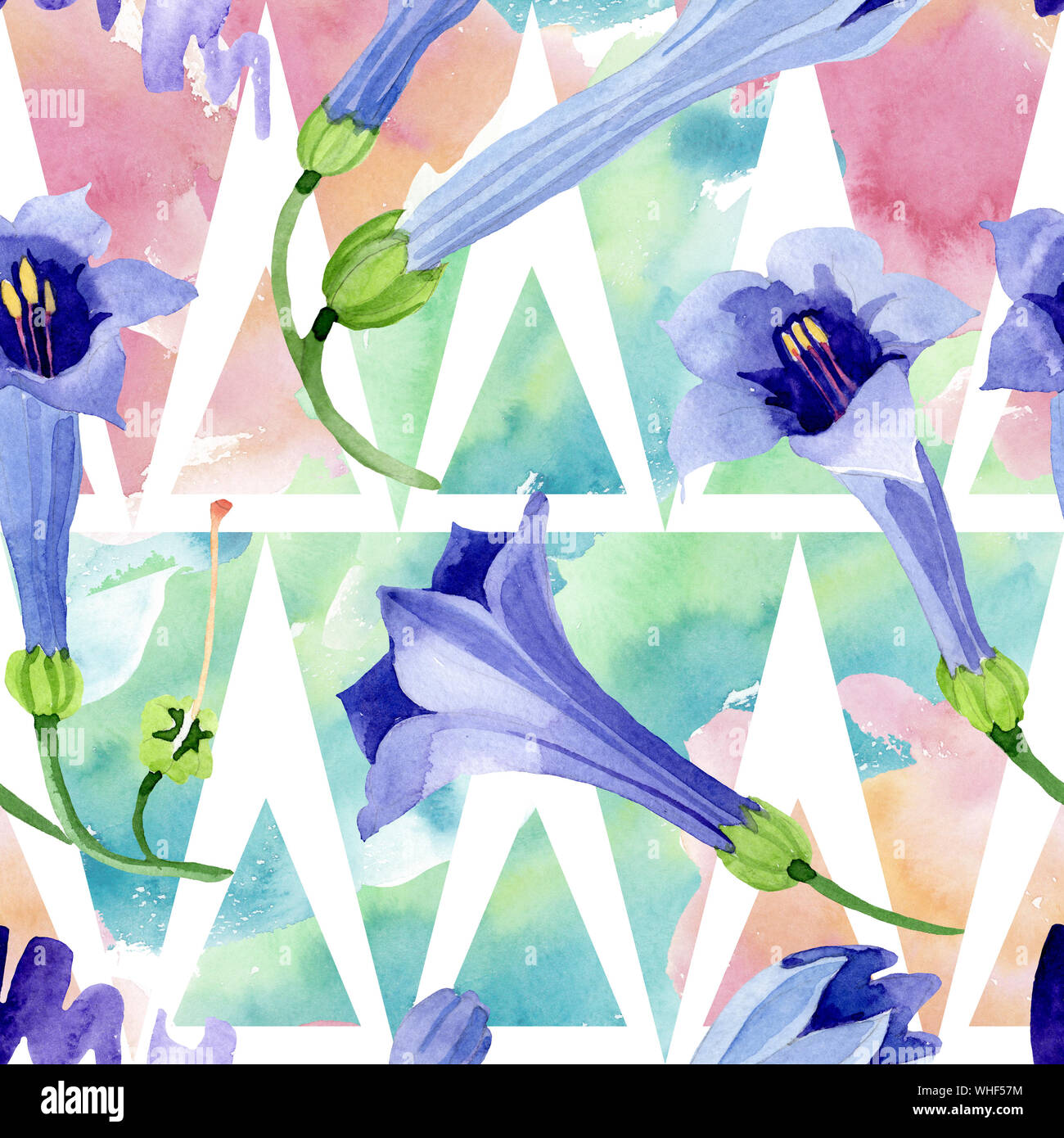 Blue brugmansia floral botanical flowers. Watercolor background ...