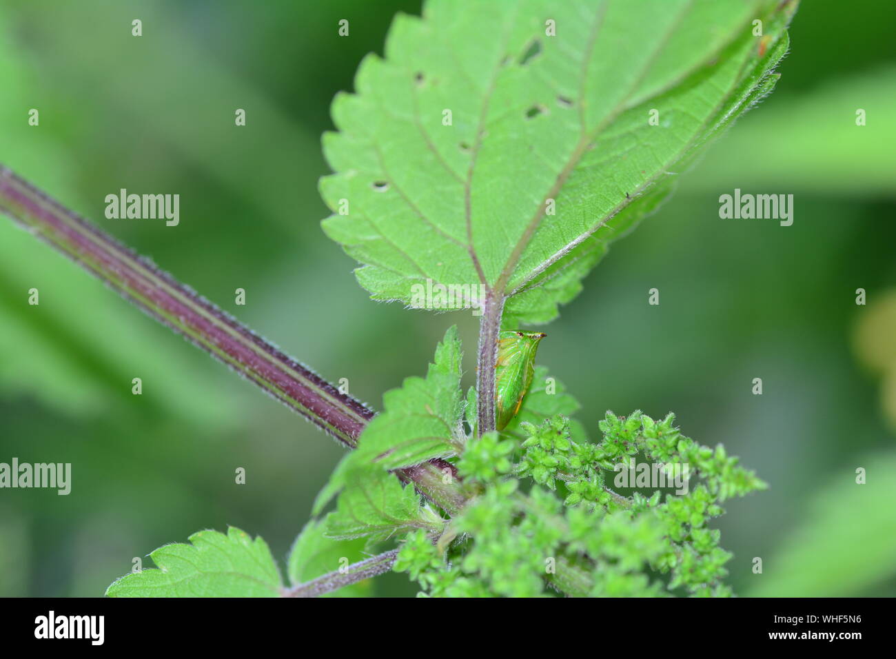 Green Cicada - Buffalo treehopper ( Stictocephala bisonia ) from the ...