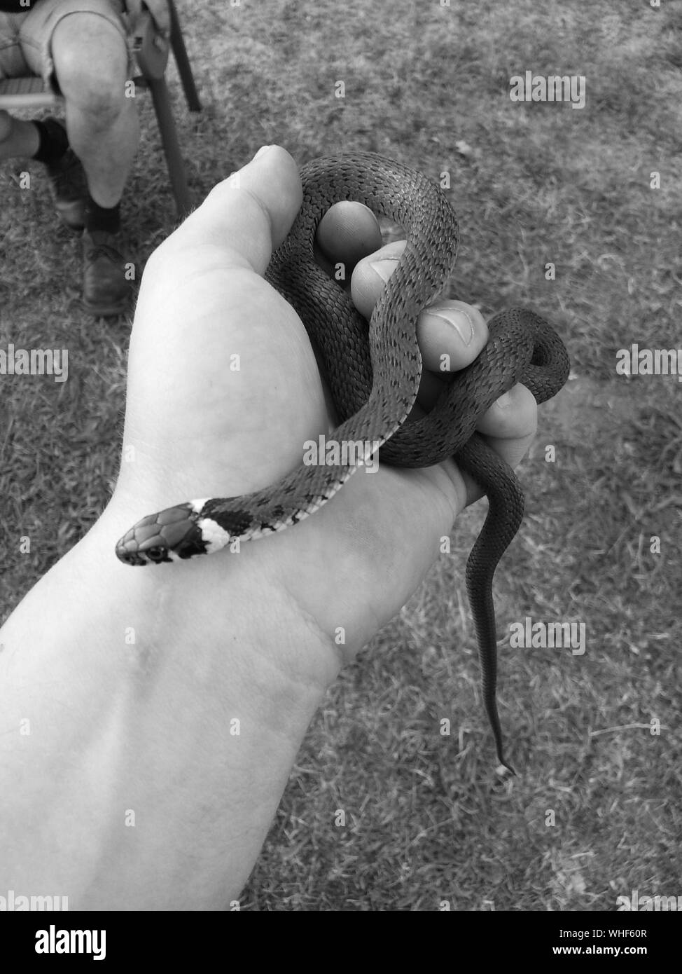 Man and snake close up hi-res stock photography and images - Alamy