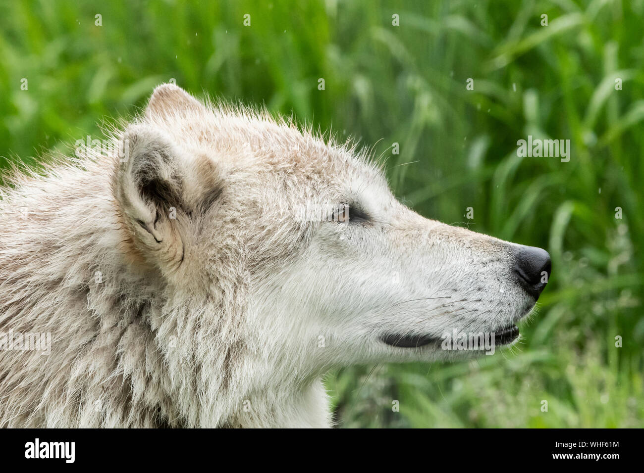 North America; United States; Alaska; Spring; Wildlife; Wolf; Canis ...