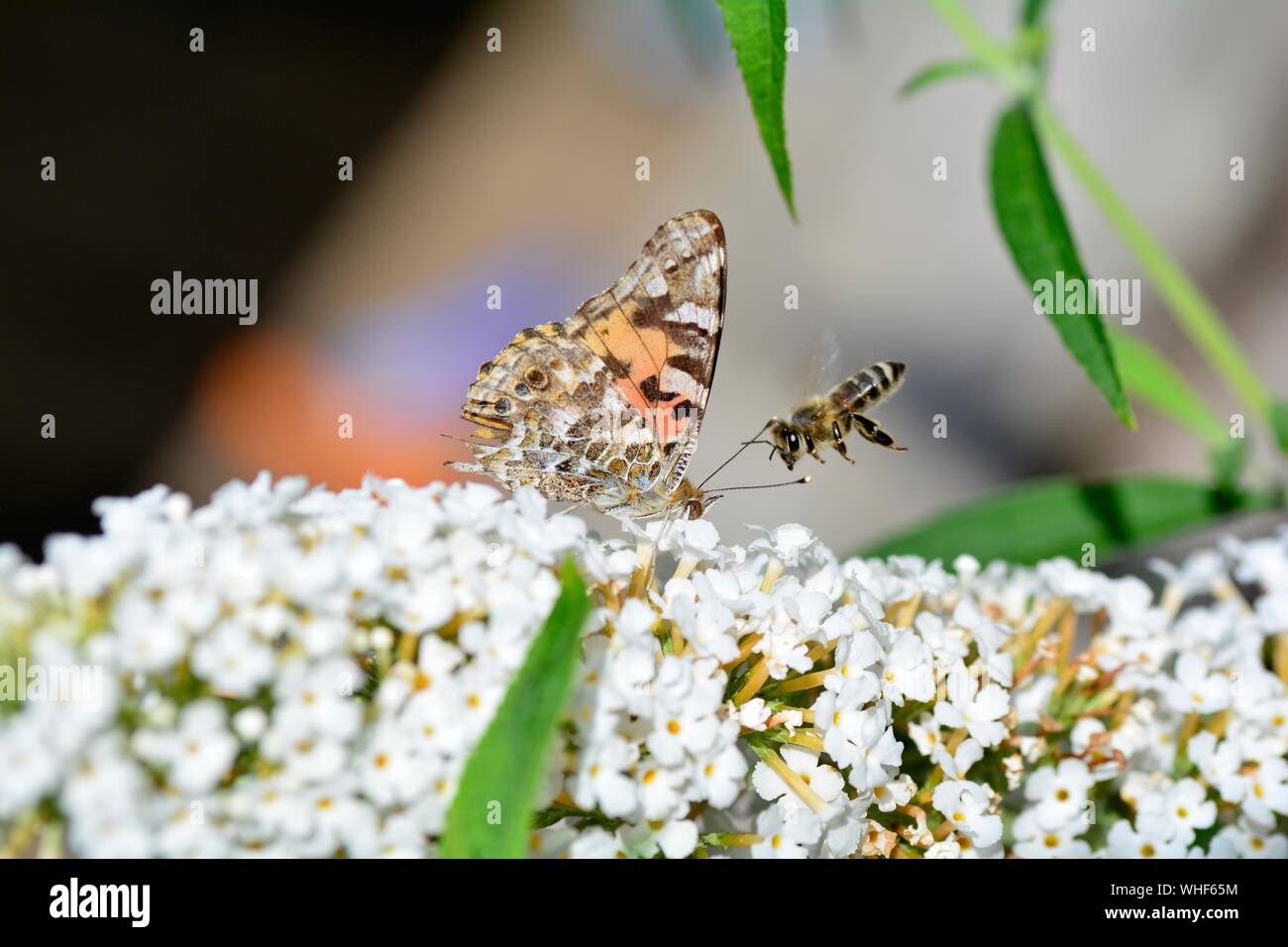 Painted Lady ( Vanessa cardui ) with a flying bee on white summer lilac ...