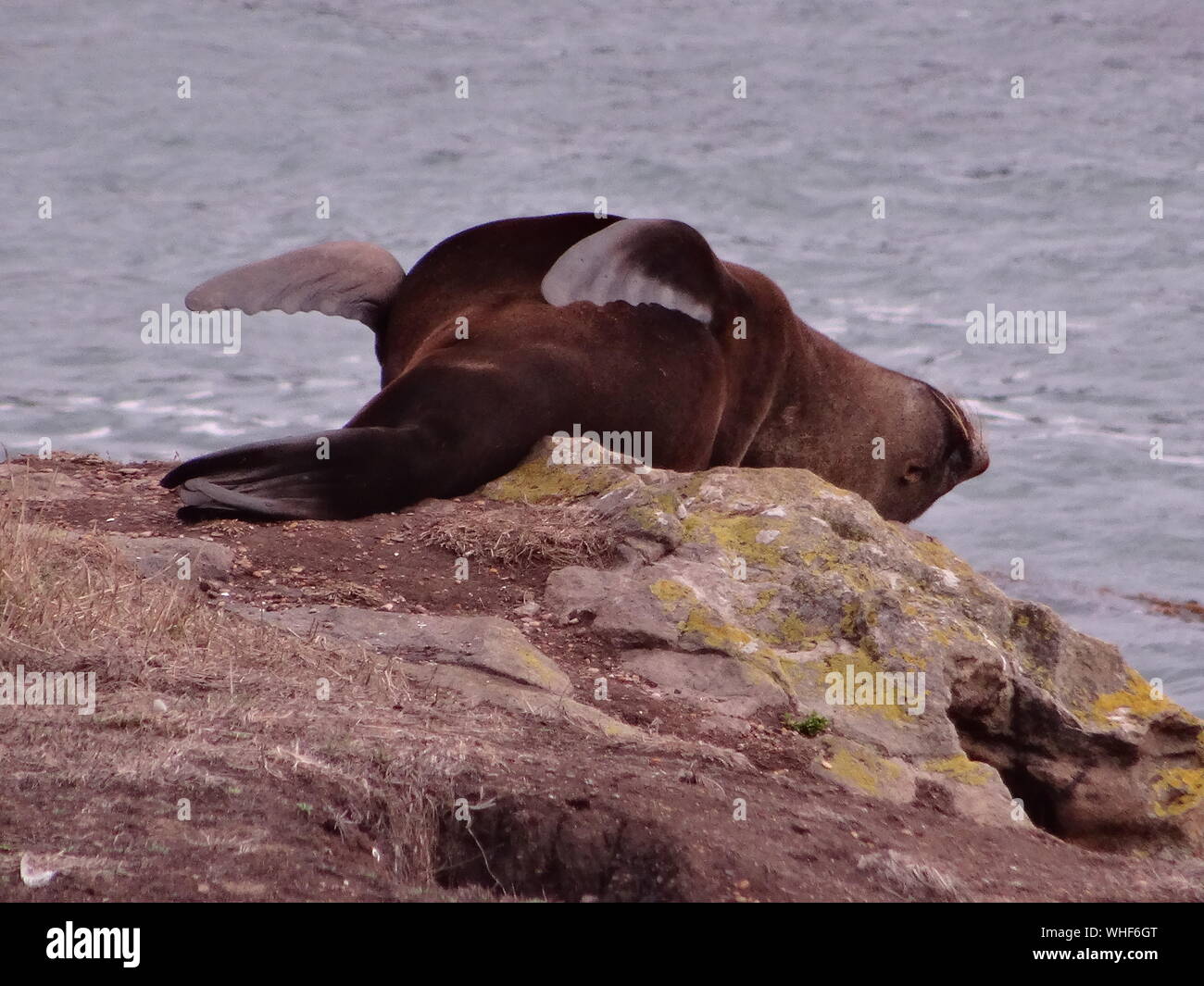 Seal lying on back hi-res stock photography and images - Alamy